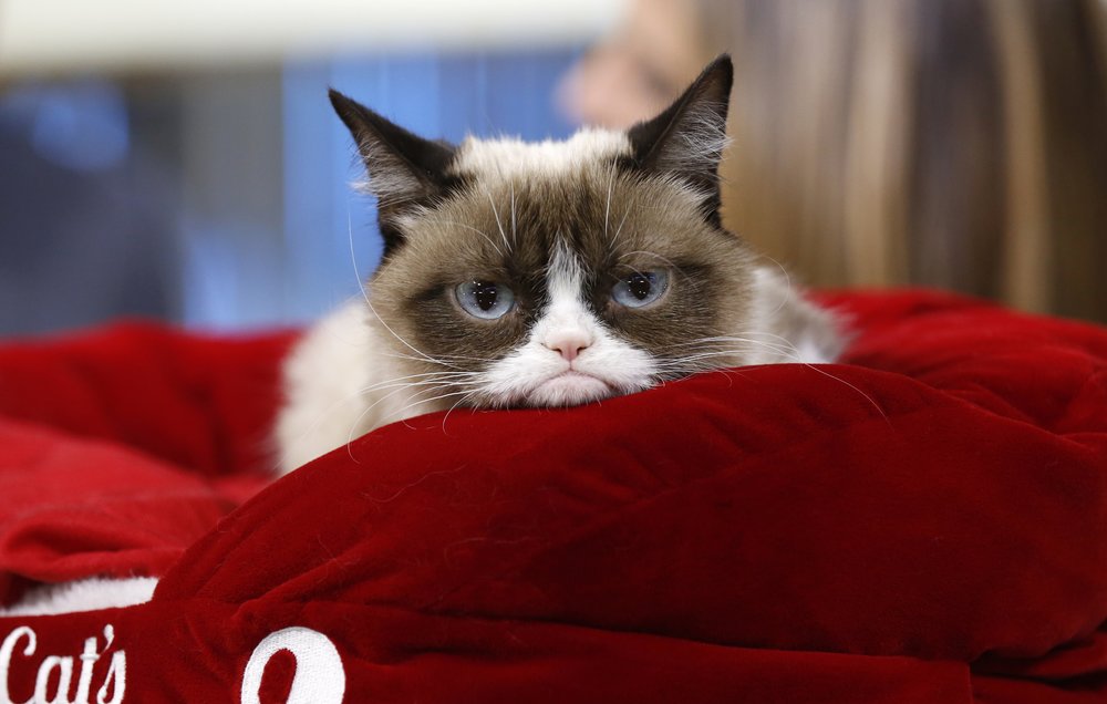 Social Media's Meme Celebrity Grumpy Cat Wins $710,000 Lawsuit ...